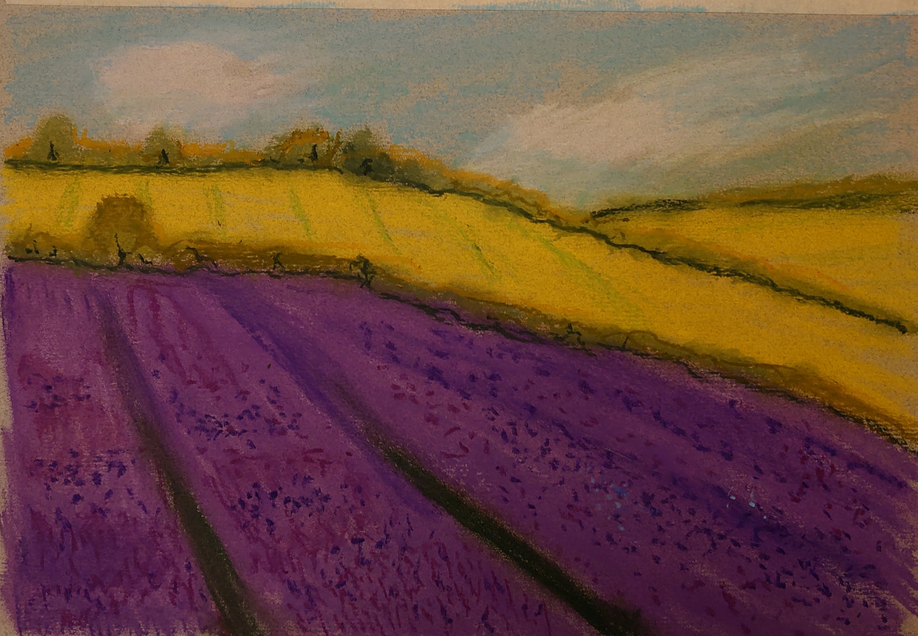 Lavender Field in Oil Pastels – Wendy Parker's Art Gallery
